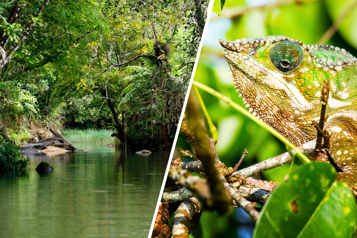 Madagascar Masoala Rainforest Escape: A New Signature Journey by JENMAN ...