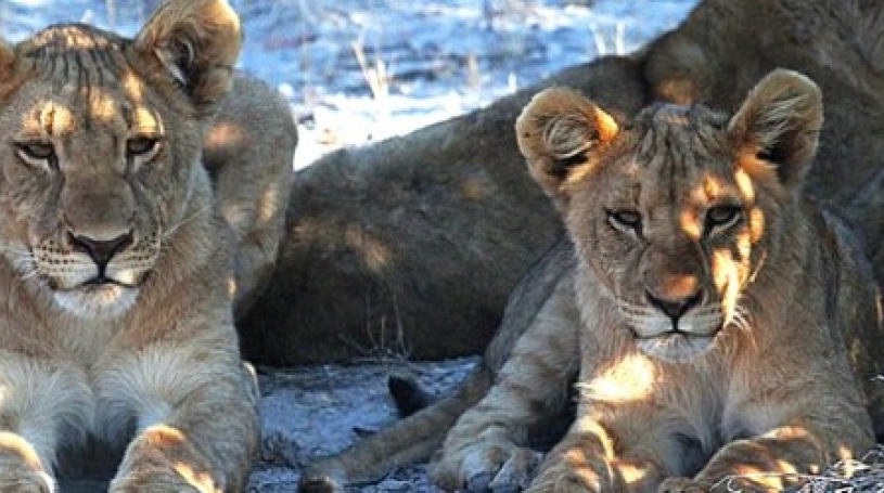 SATSA clarifies position on WildChoices | Southern Africa Tourism ...